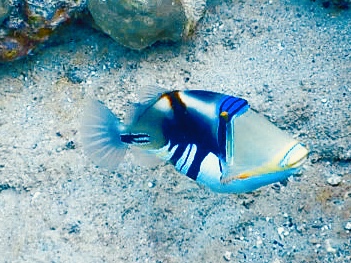 ハワイ語辞書＃2 wehewehe - KonaHawaiiのブログ