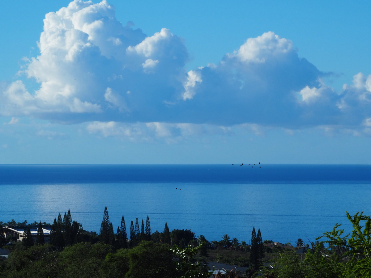 ハワイ語辞書 #8 Nā Puke Wehewehe - KonaHawaiiのブログ