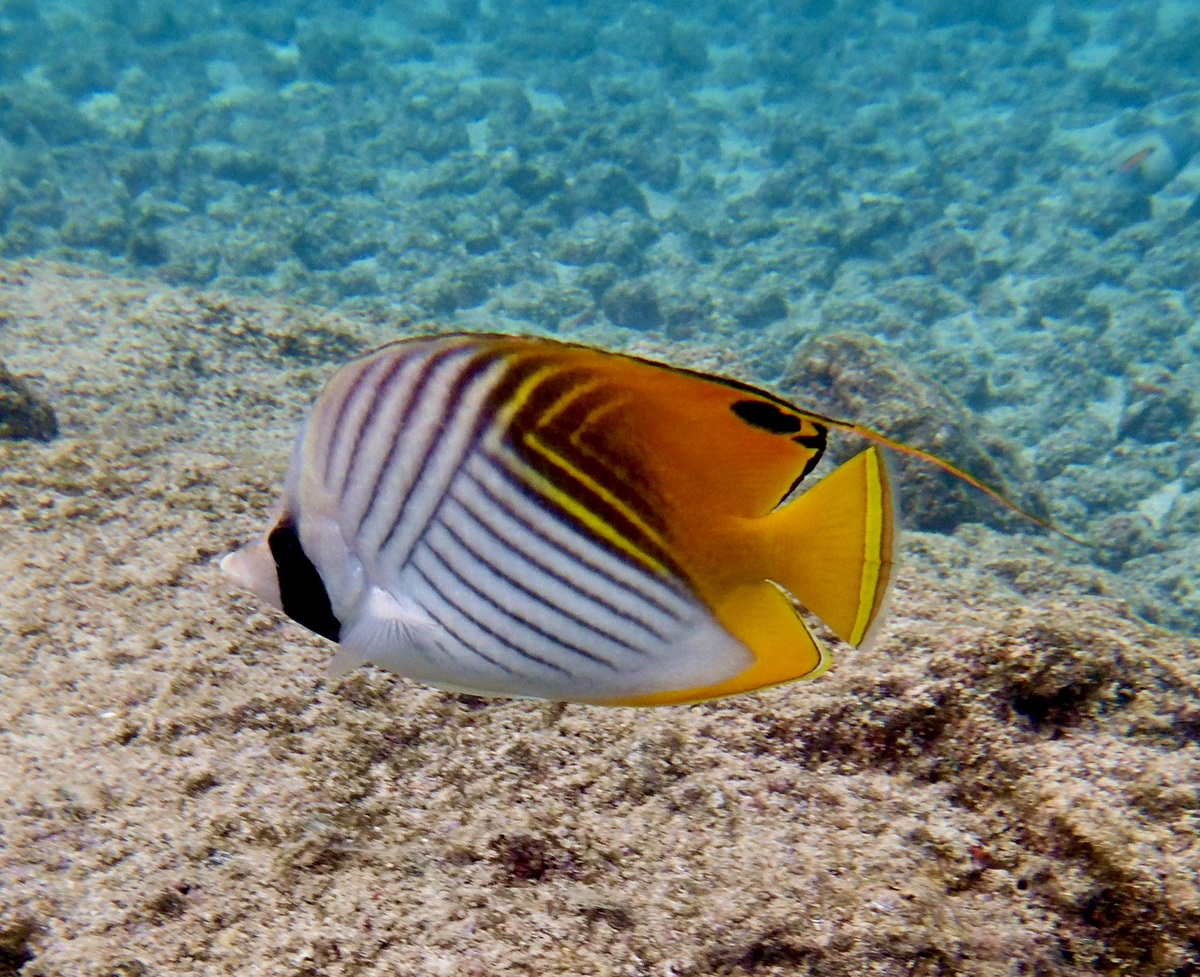 ハワイ語辞書 #8 Nā Puke Wehewehe - KonaHawaiiのブログ