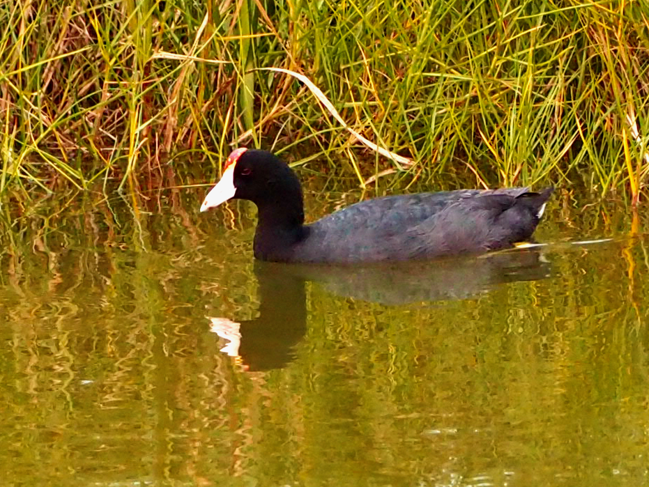ハワイ語辞書＃9 Nā Puke Wehewehe - KonaHawaiiのブログ