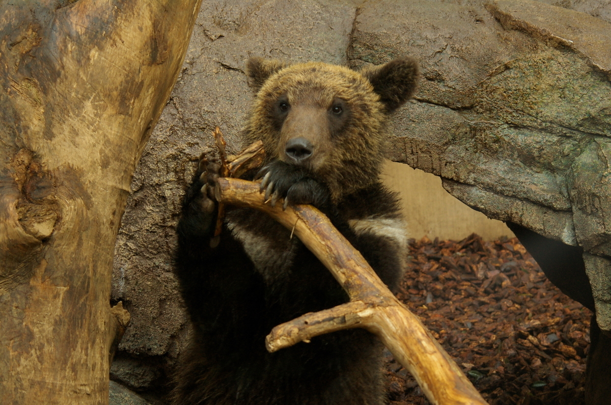 ヒグマのポンとポロ - A fulfilled life - Jean Michel Kaneko Photograhie