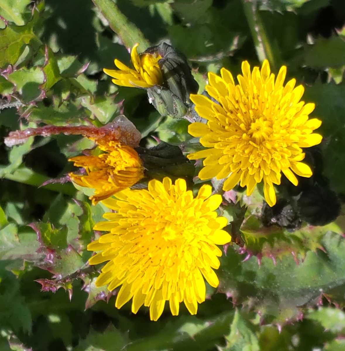 植物の写真 - 日々の控え帳（植物とか）