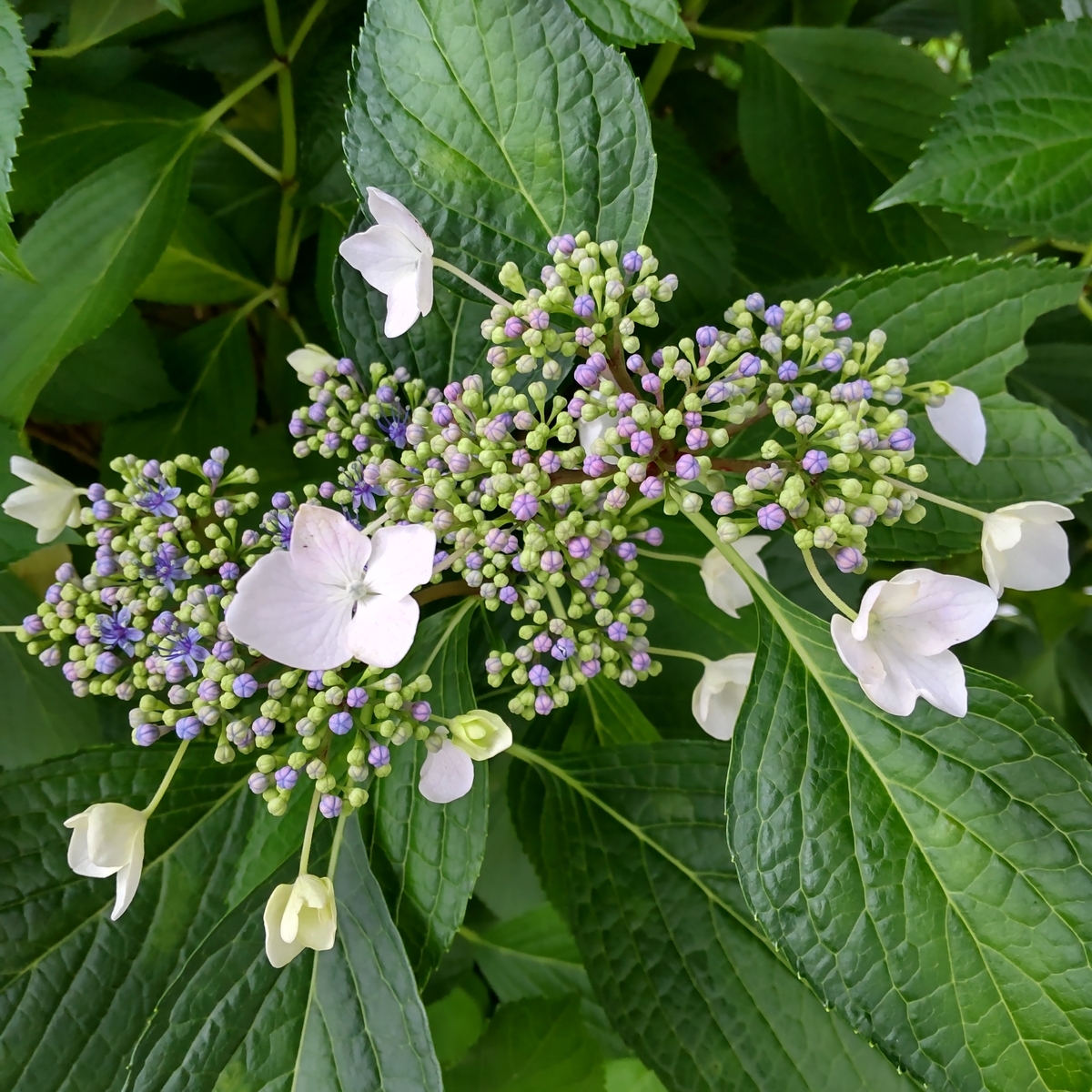 植物の写真 - 日々の控え帳（植物とか）