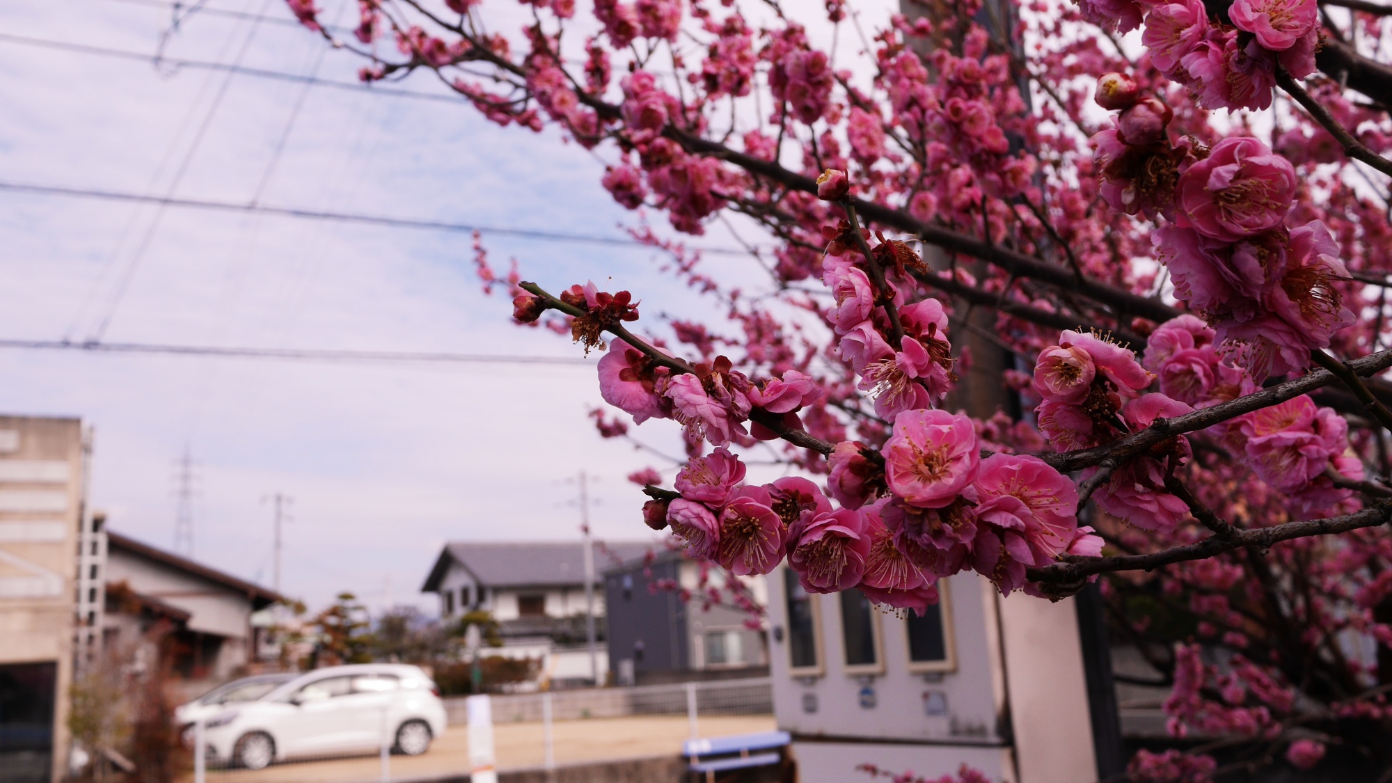 一日一撮 vol.891 チャリブラ写真 - 言葉のさんぽ道