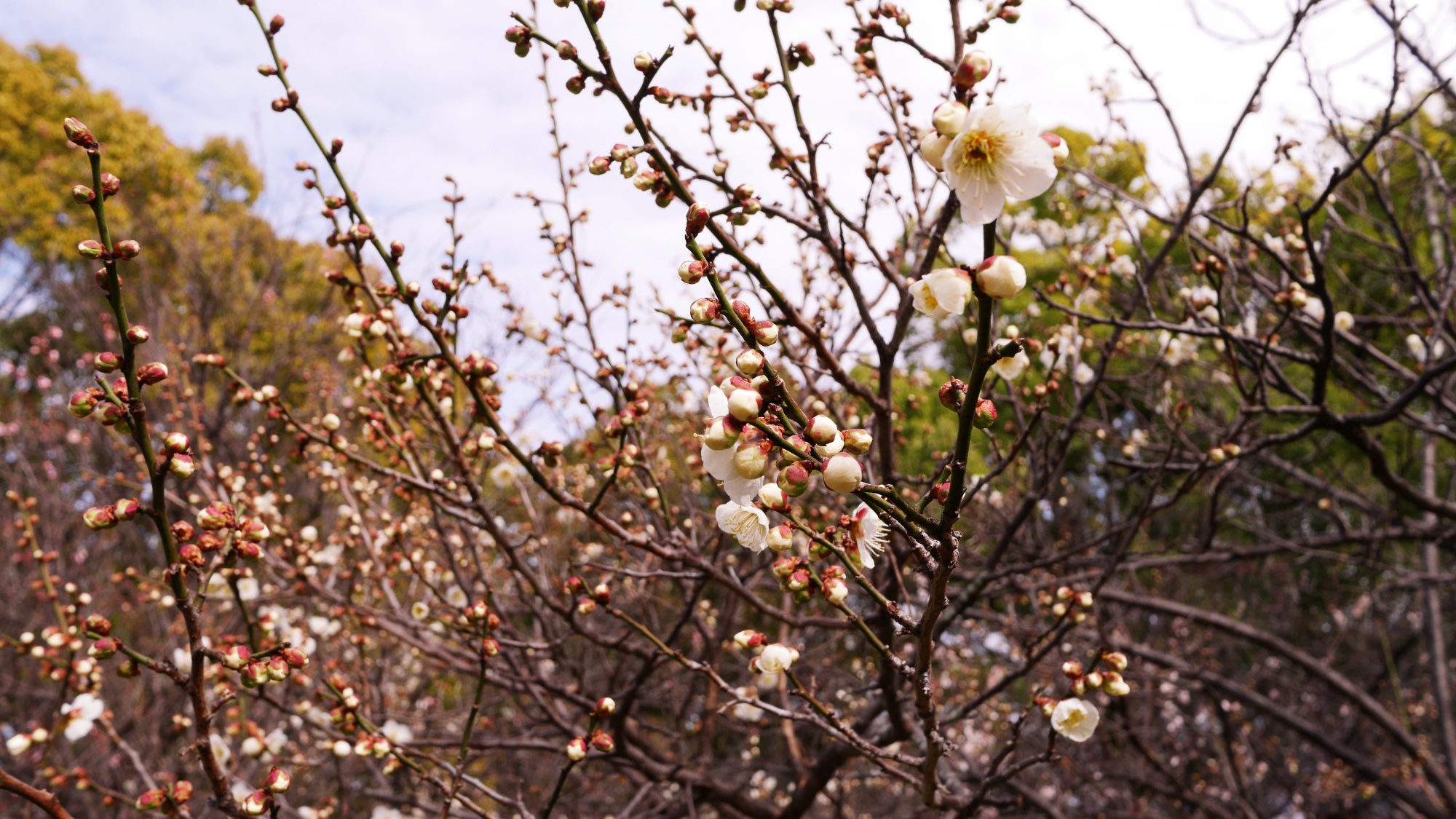 一日一撮 vol.891 チャリブラ写真 - 言葉のさんぽ道
