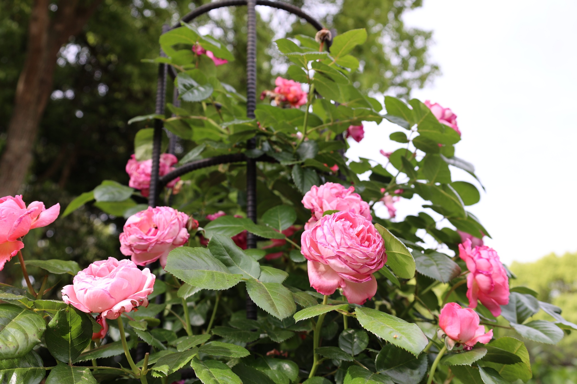 一日一撮 vol.985 番の州公園：薔薇祭り - 言葉のさんぽ道