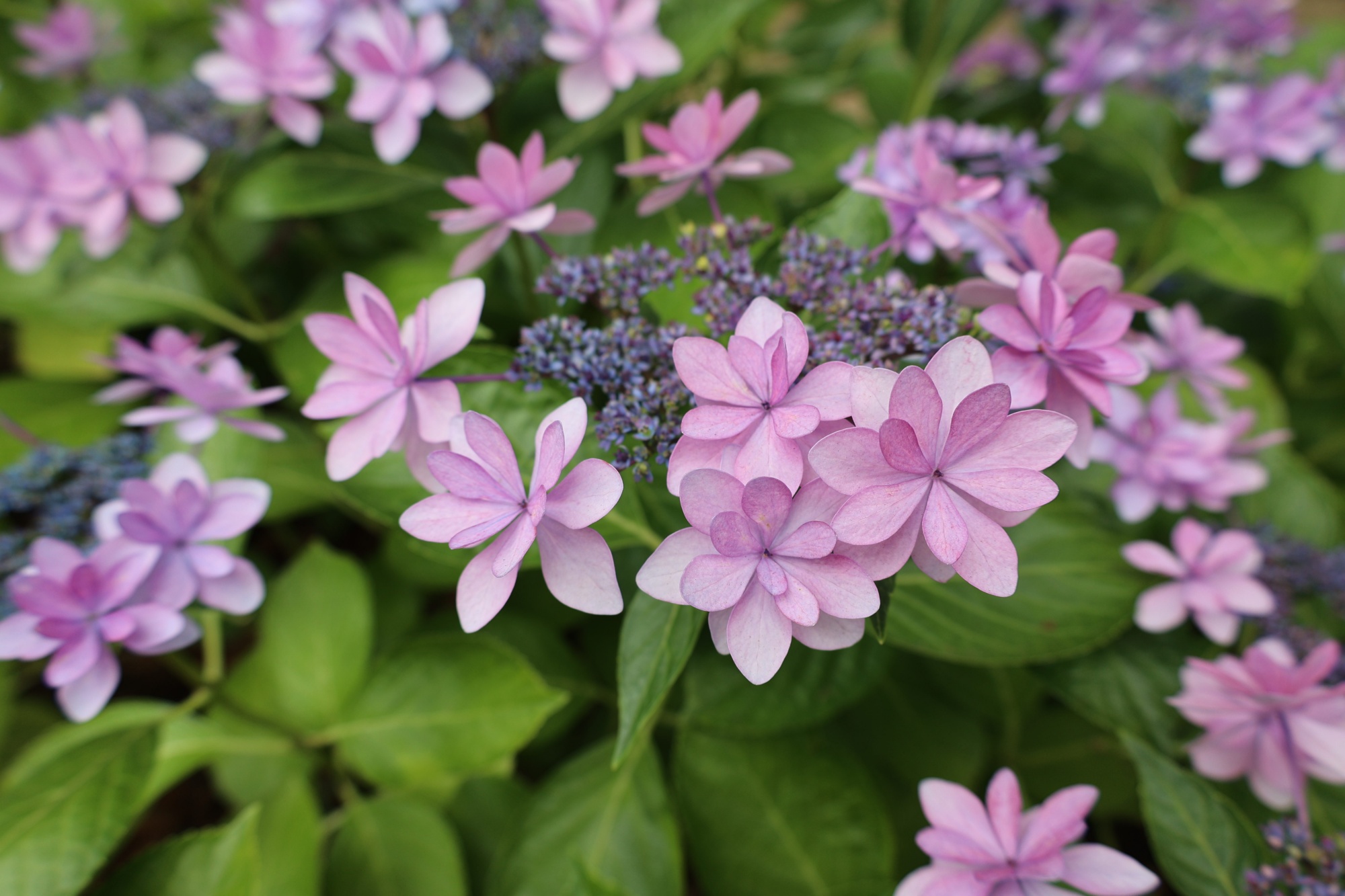 一日一撮 vol.988 番の州公園：紫陽花祭り 2/2 - 言葉のさんぽ道