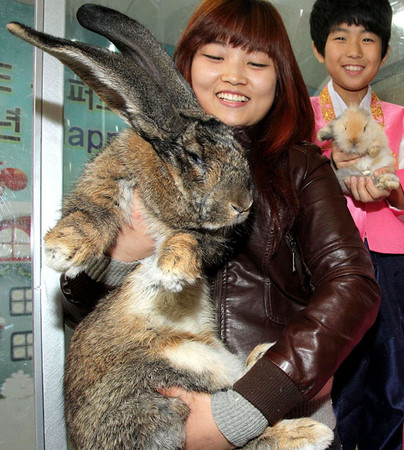 個別「JUMBO RABBIT」の写真、画像 - Yahoo! Photos - Look-Closer-YOKO's fotolife