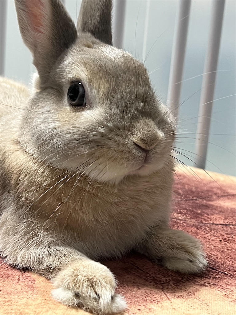 luke-rabbitの日記