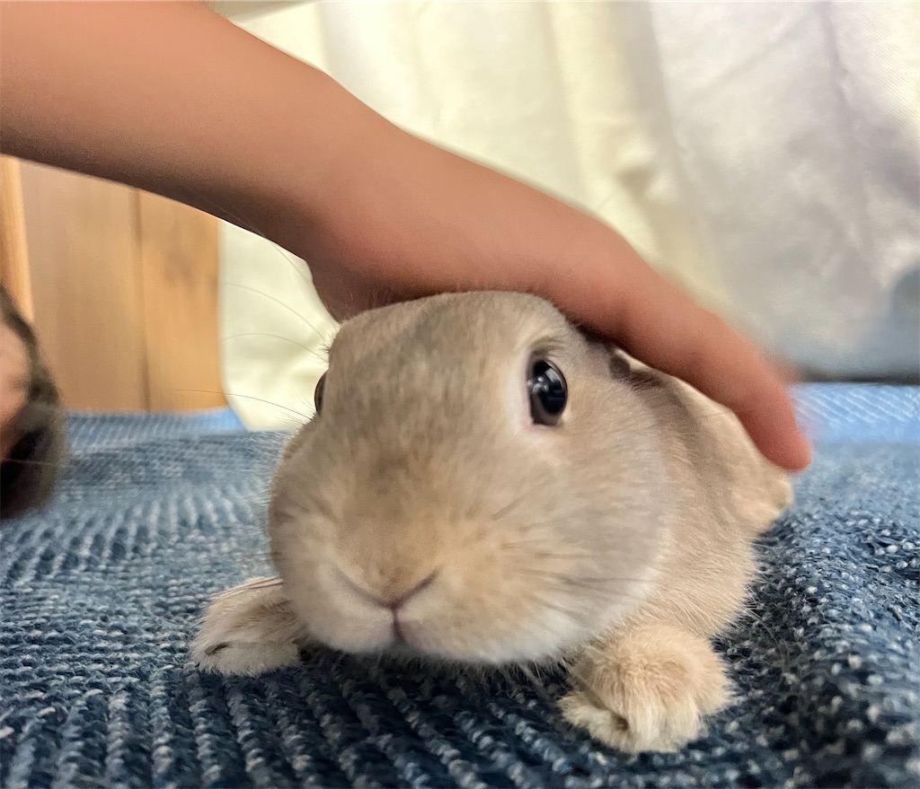 luke-rabbitの日記