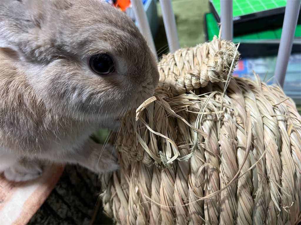 luke-rabbitの日記