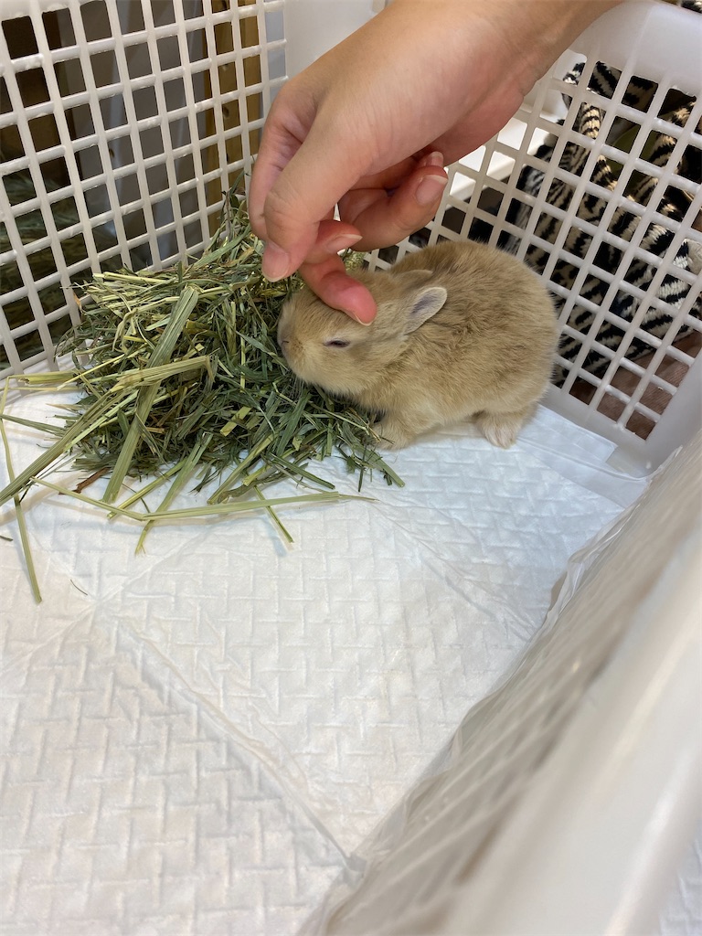 luke-rabbitの日記