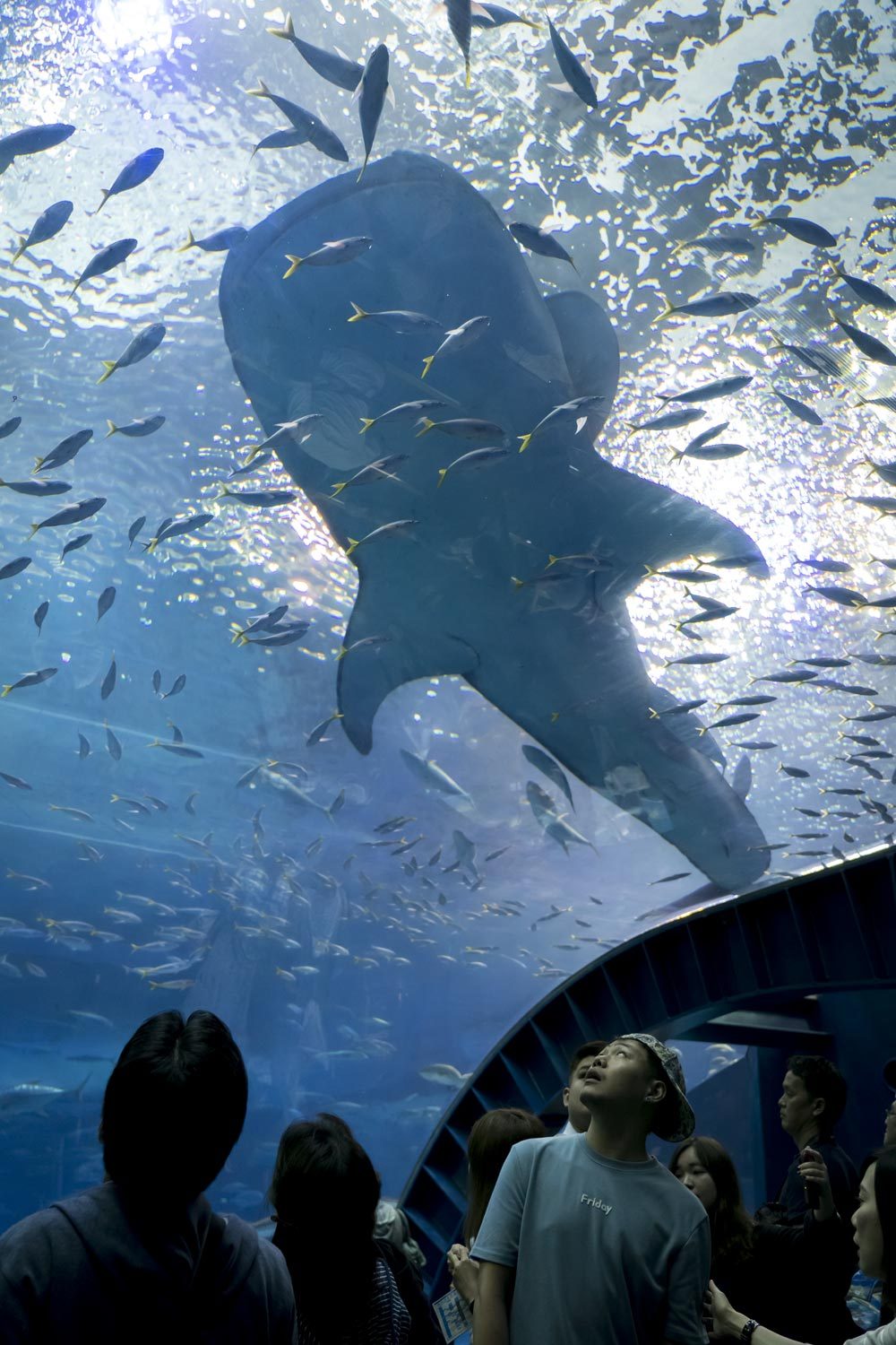 8x10の大判デジタルカメラ LS911 誰が使うんだ？ - 天界入路