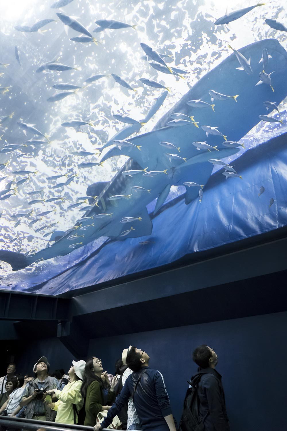 8x10の大判デジタルカメラ LS911 誰が使うんだ？ - 天界入路