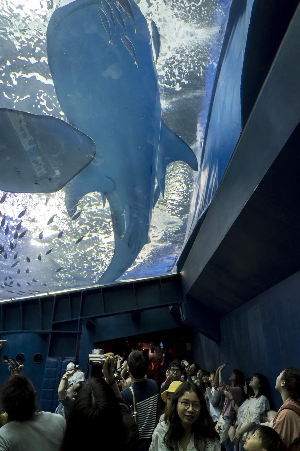 8x10の大判デジタルカメラ LS911 誰が使うんだ？ - 天界入路