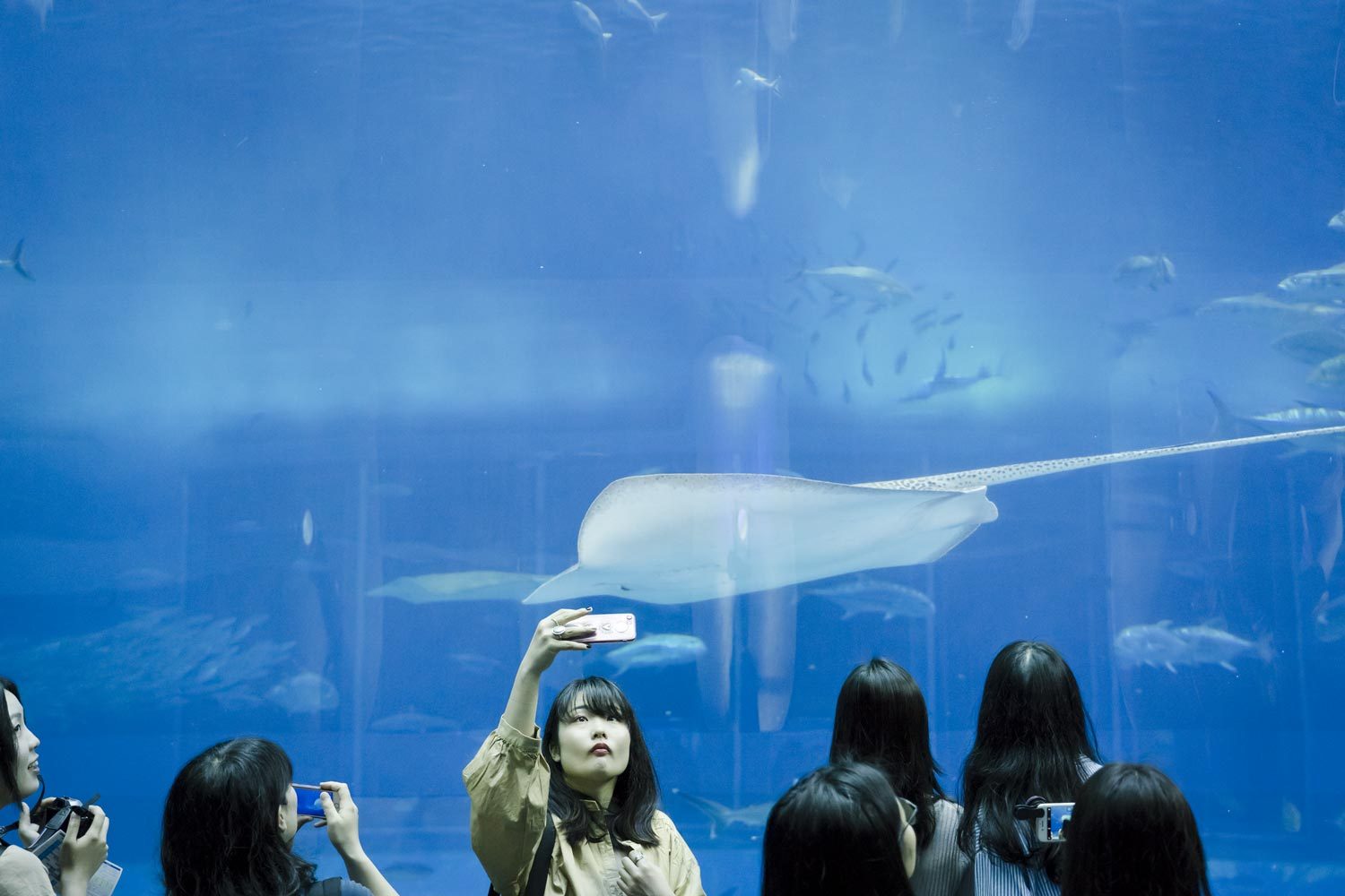 8x10の大判デジタルカメラ LS911 誰が使うんだ？ - 天界入路