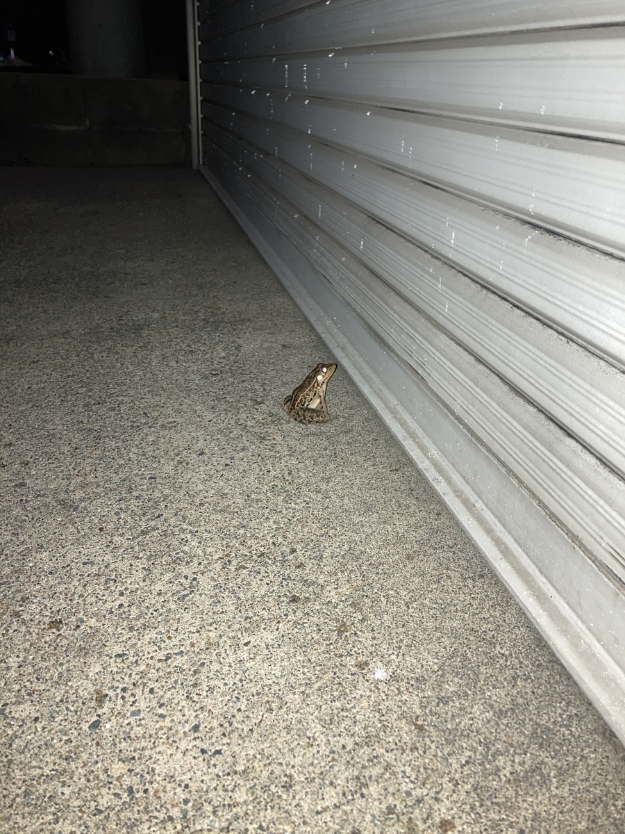 脱腸してますなw☆ - Mitiru's Diary