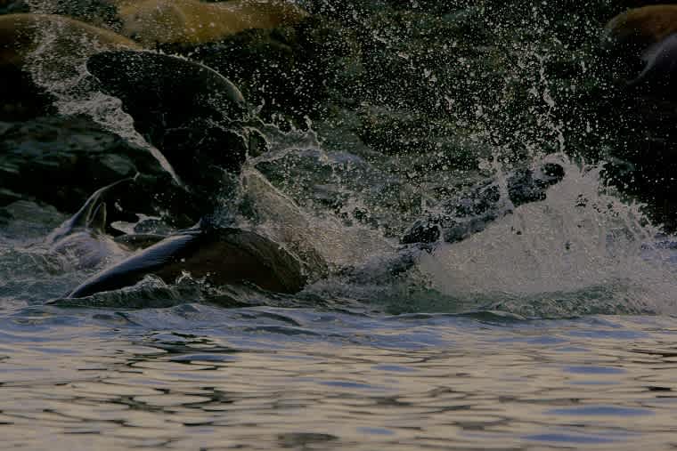 アラスカ・プリンスウィリアム湾 トド Alaska・Prince William Sound/ Steller Sea Lion ...