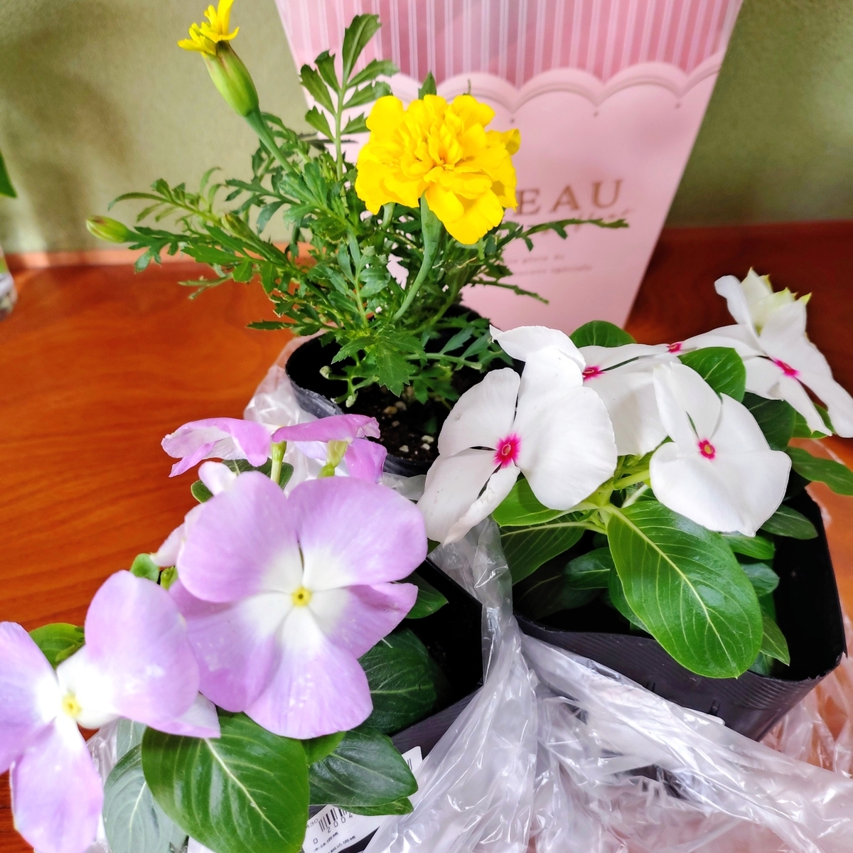 お花の苗を購入して🌼 - Moomin_and_Miffy’s diary