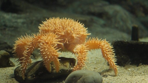 Paralomis histrix - Alchetron, The Free Social Encyclopedia