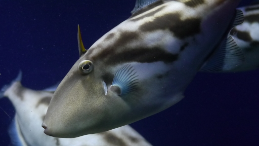 ウマヅラハギ / Black Scraper - The Sea cucumber Blog | なまこブログ