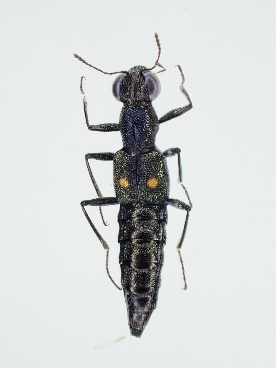 ナミフタホシメダカハネカクシ Stenus tenuipes - 虫暮れ