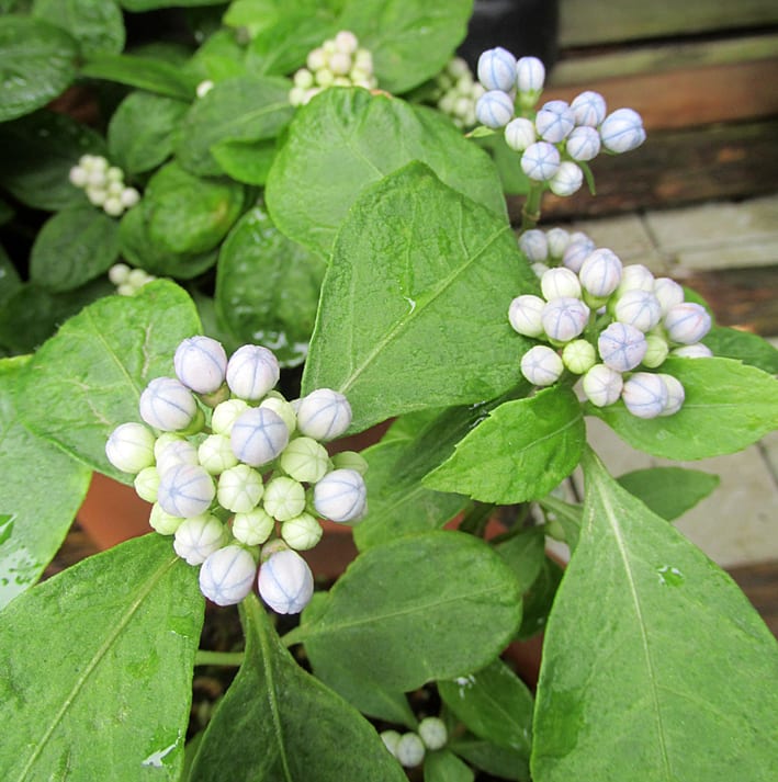 碧の瞳 - My Dolly** Days