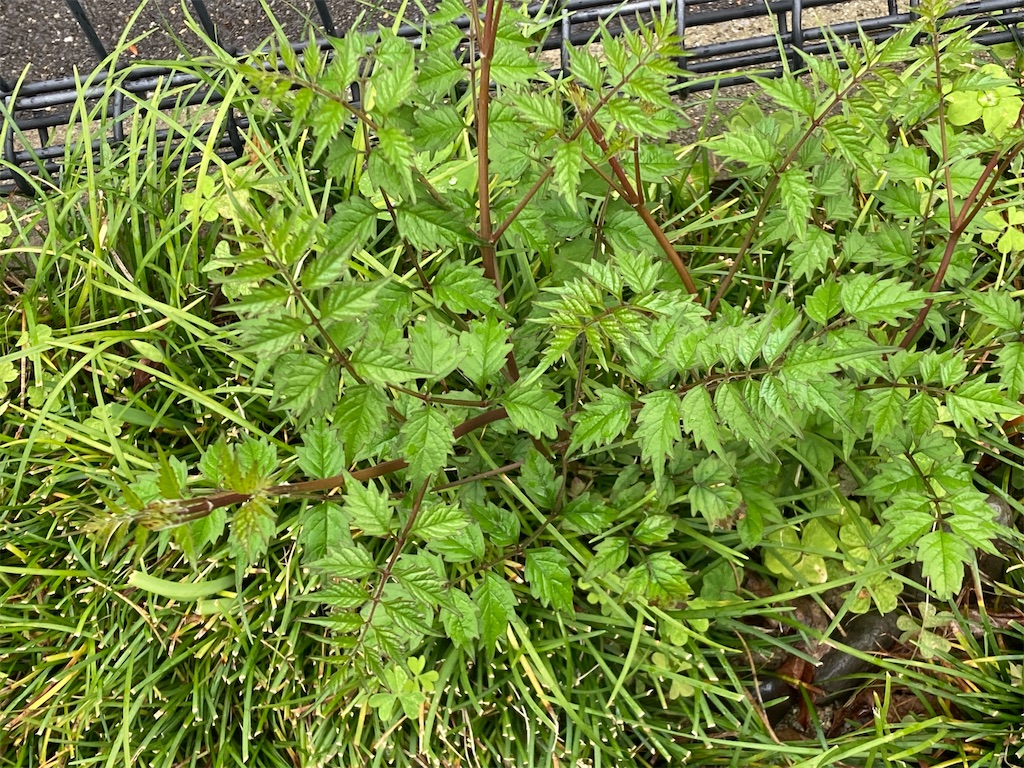 2024.5.1(水) - リュックサック日誌