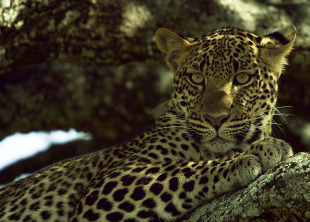 Natural Track –A Gateway to Explore Kenya with Experienced Guide ...