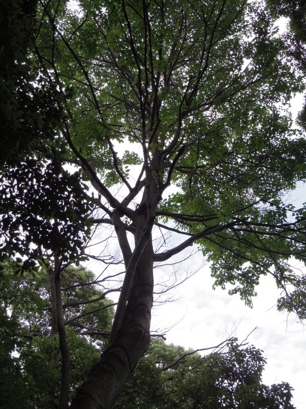 Ilex micrococca タマミズキ - Nature Around Takarazuka
