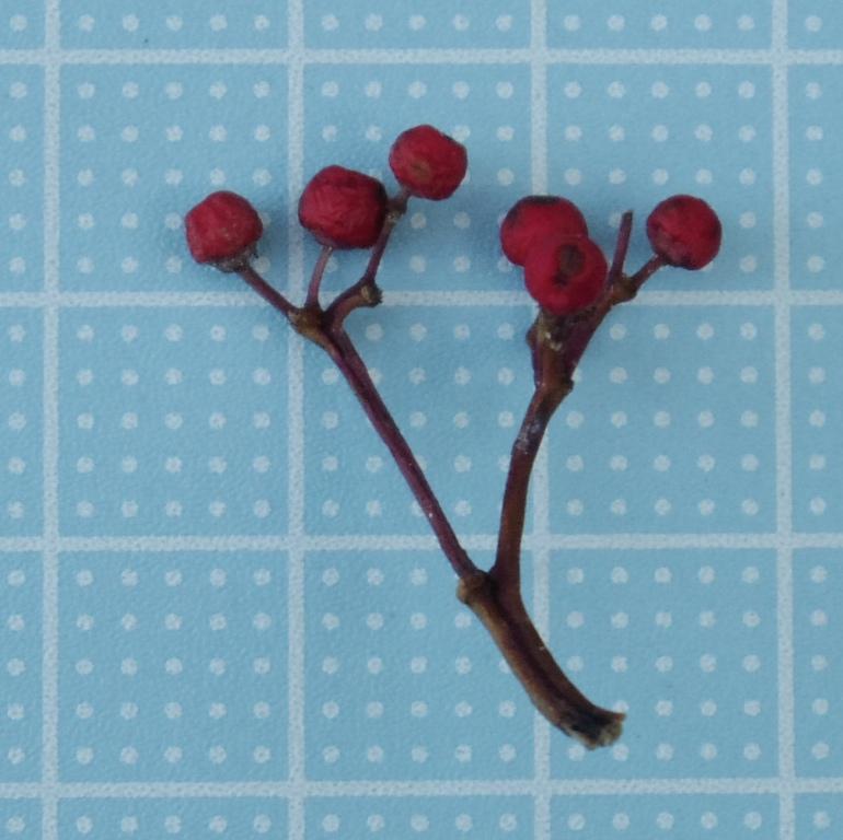 Ilex micrococca タマミズキ - Nature Around Takarazuka