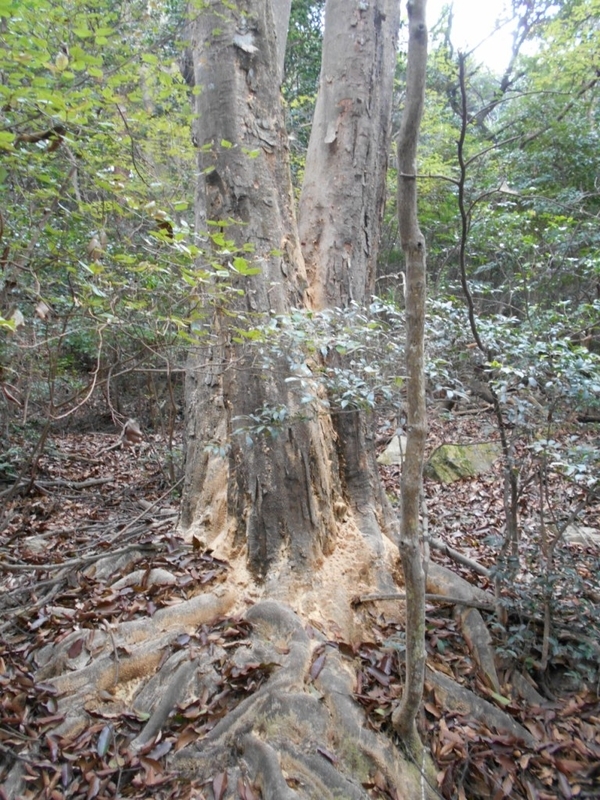 Quercus acuta tree died アカガシのナラ枯れ被害 - Nature Around Takarazuka