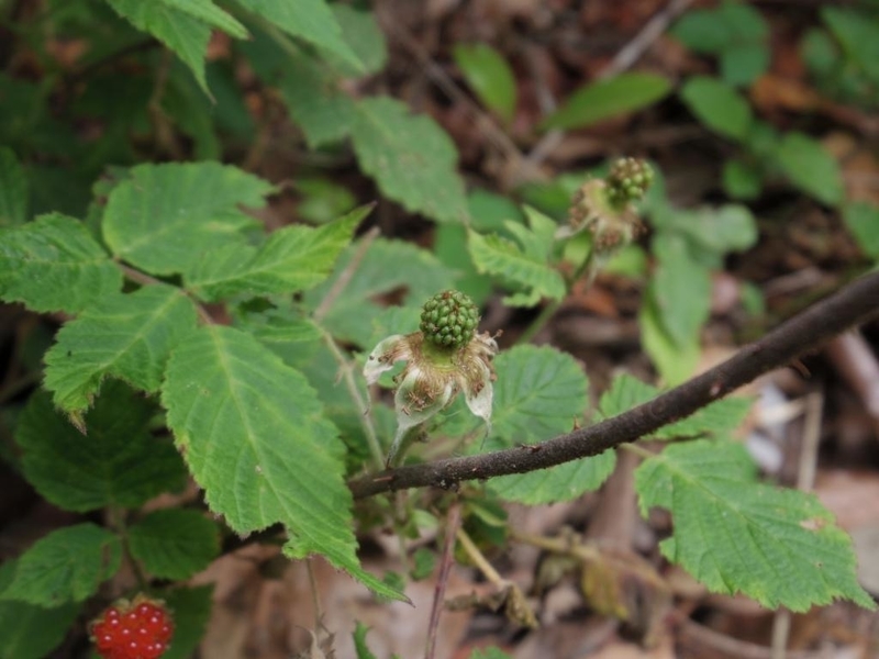 Rubus hirsutus クサイチゴ - Nature Around Takarazuka