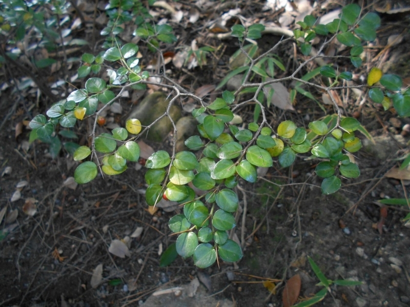 Damnacanthus indicus アリドオシ - Nature Around Takarazuka