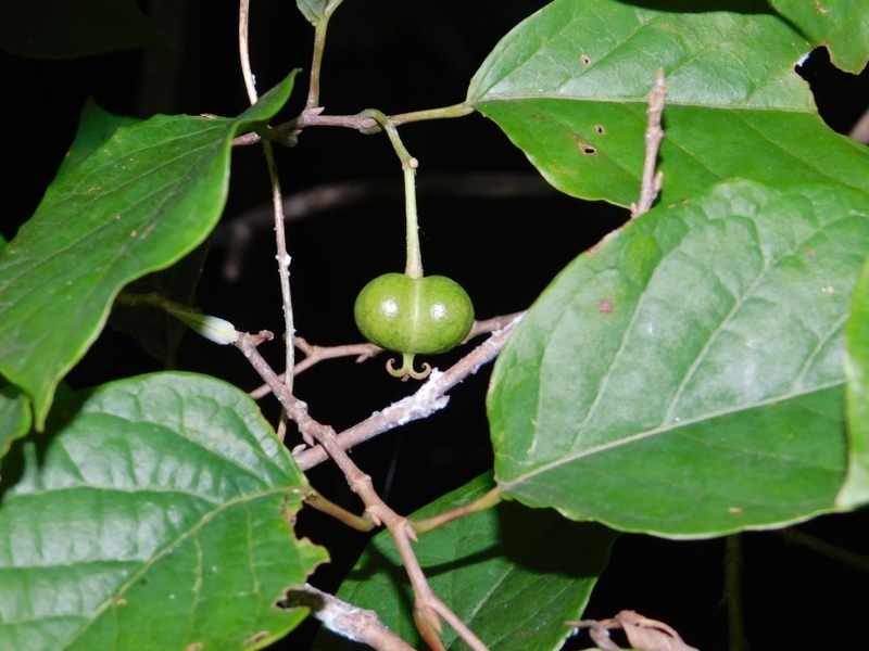 Neoshirakia japonica シラキ - Nature Around Takarazuka