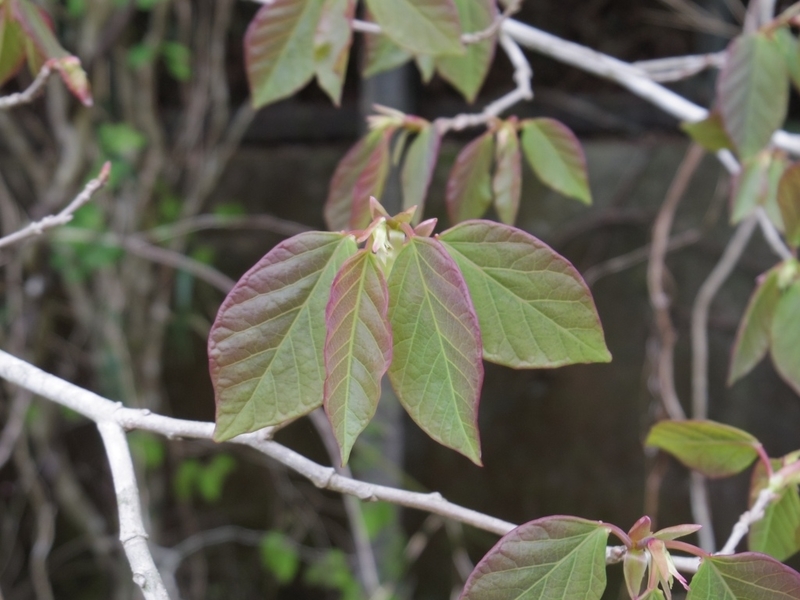 Neoshirakia japonica シラキ - Nature Around Takarazuka