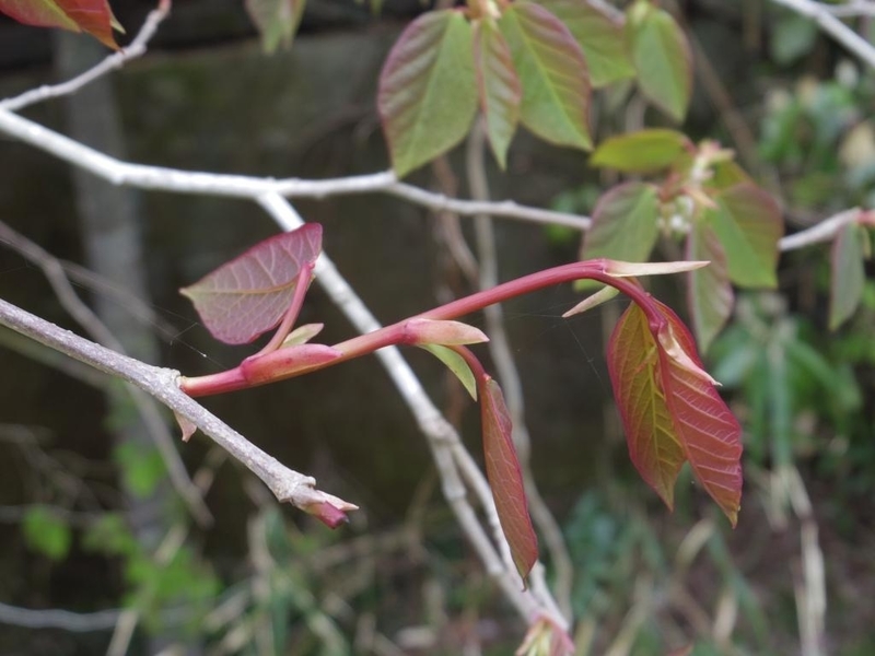 Neoshirakia japonica シラキ - Nature Around Takarazuka