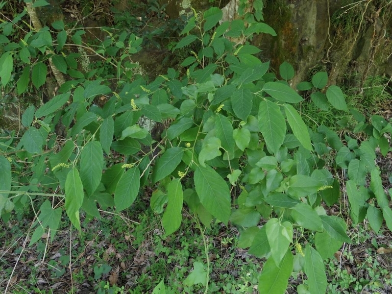 Neoshirakia japonica シラキ - Nature Around Takarazuka