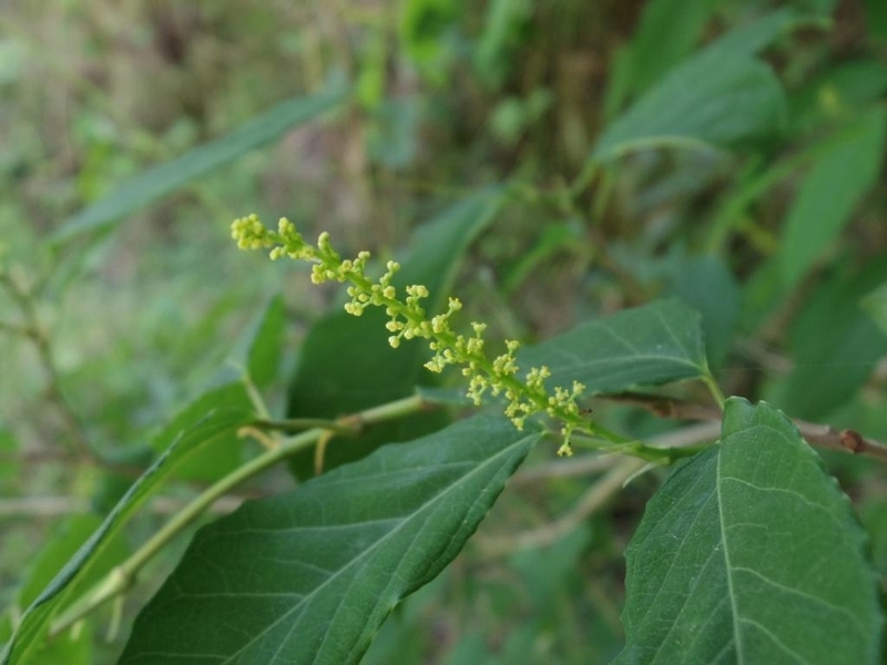 Neoshirakia japonica シラキ - Nature Around Takarazuka