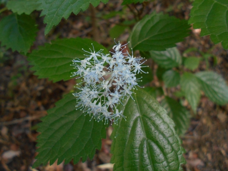 Hydrangea hirta コアジサイ - Nature Around Takarazuka