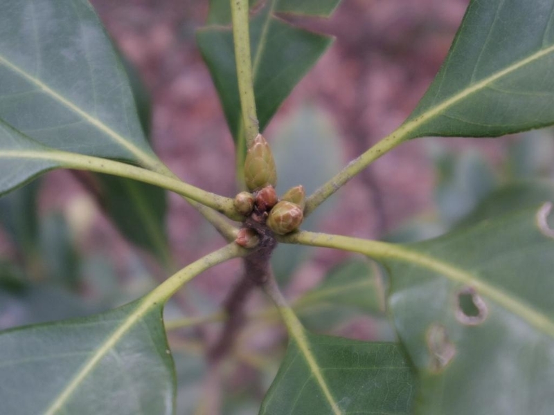 Quercus acuta アカガシ - Nature Around Takarazuka