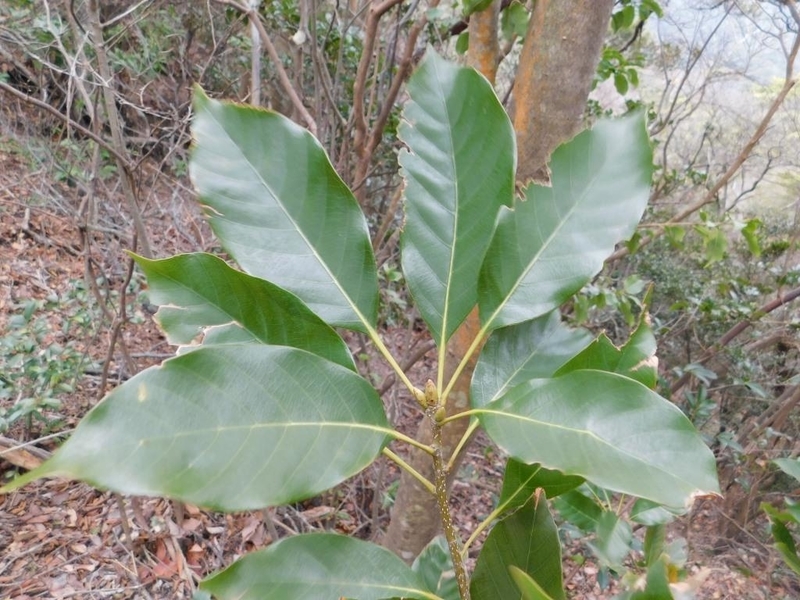 Quercus acuta アカガシ - Nature Around Takarazuka