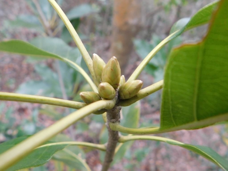 Quercus acuta アカガシ - Nature Around Takarazuka