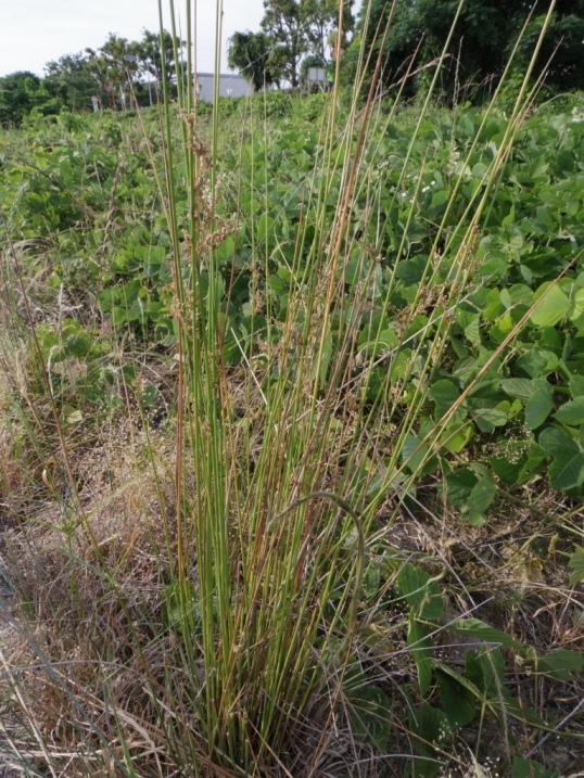 Juncus sp. コゴメイ - Nature Around Takarazuka