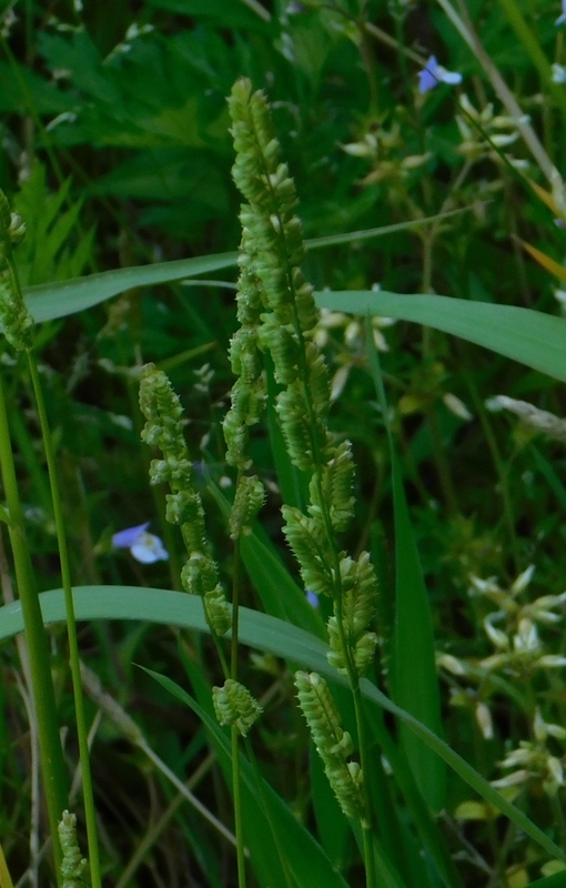 Beckmannia syzigachne カズノコグサ - Nature Around Takarazuka