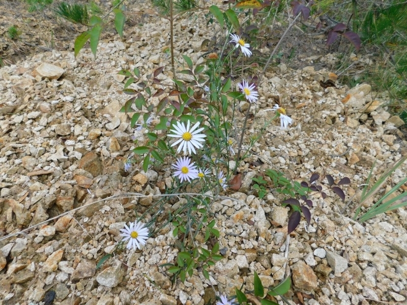 Aster hispidus var. hispidus ヤマジノギク - Nature Around Takarazuka