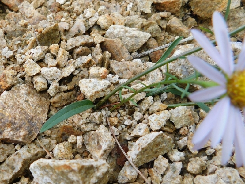 Aster hispidus var. hispidus ヤマジノギク - Nature Around Takarazuka