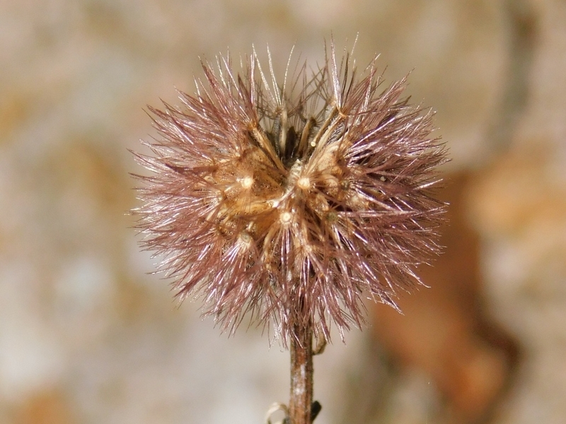 Aster hispidus var. hispidus ヤマジノギク - Nature Around Takarazuka