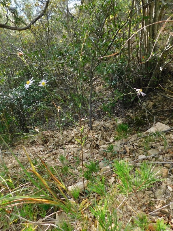 Aster hispidus var. hispidus ヤマジノギク - Nature Around Takarazuka