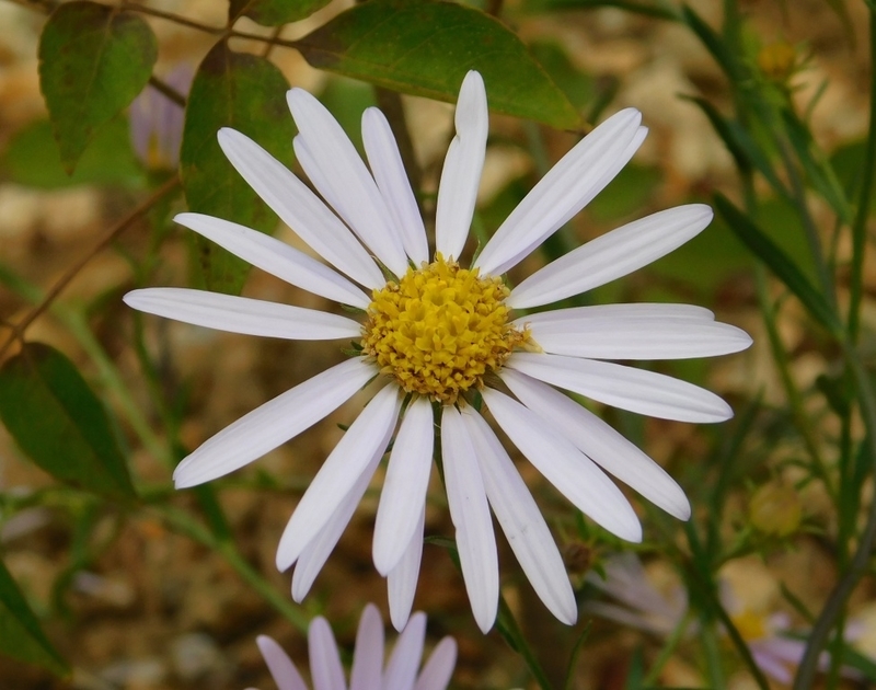 Aster hispidus var. hispidus ヤマジノギク - Nature Around Takarazuka